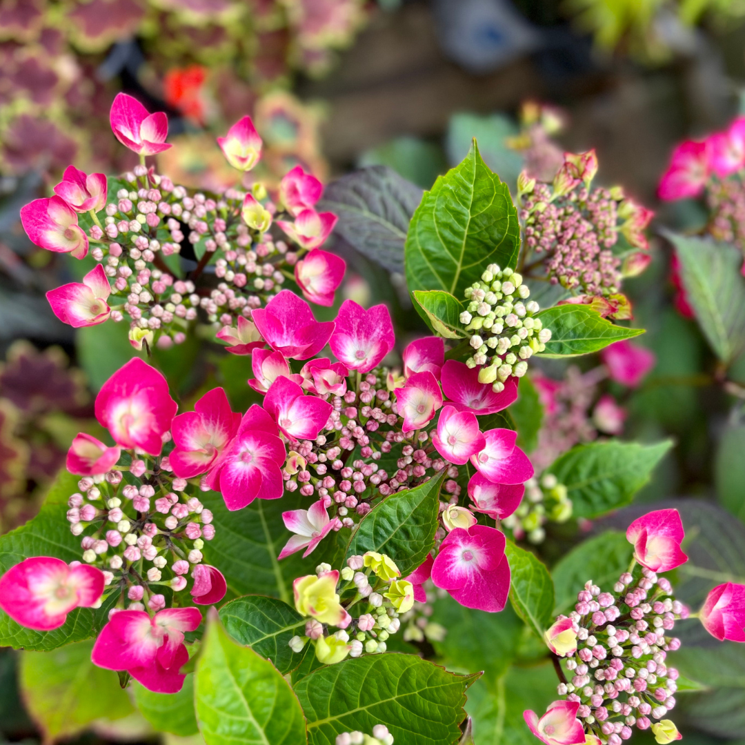 Plant Gallery – Langton Greenhouse